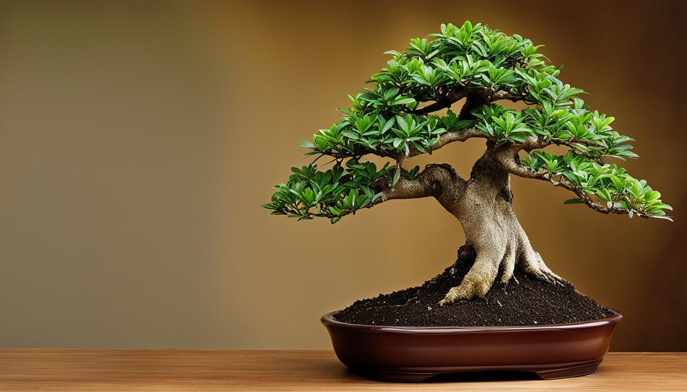 Bonsai Tree Species Insights The Tropical Hawaiian Umbrella