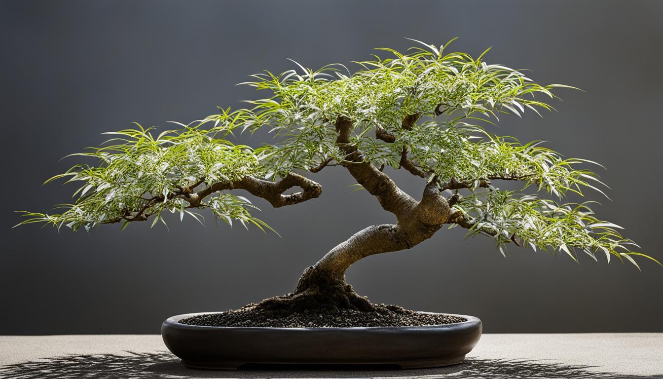 Bonsai Tree Species Focus: The Graceful Willow